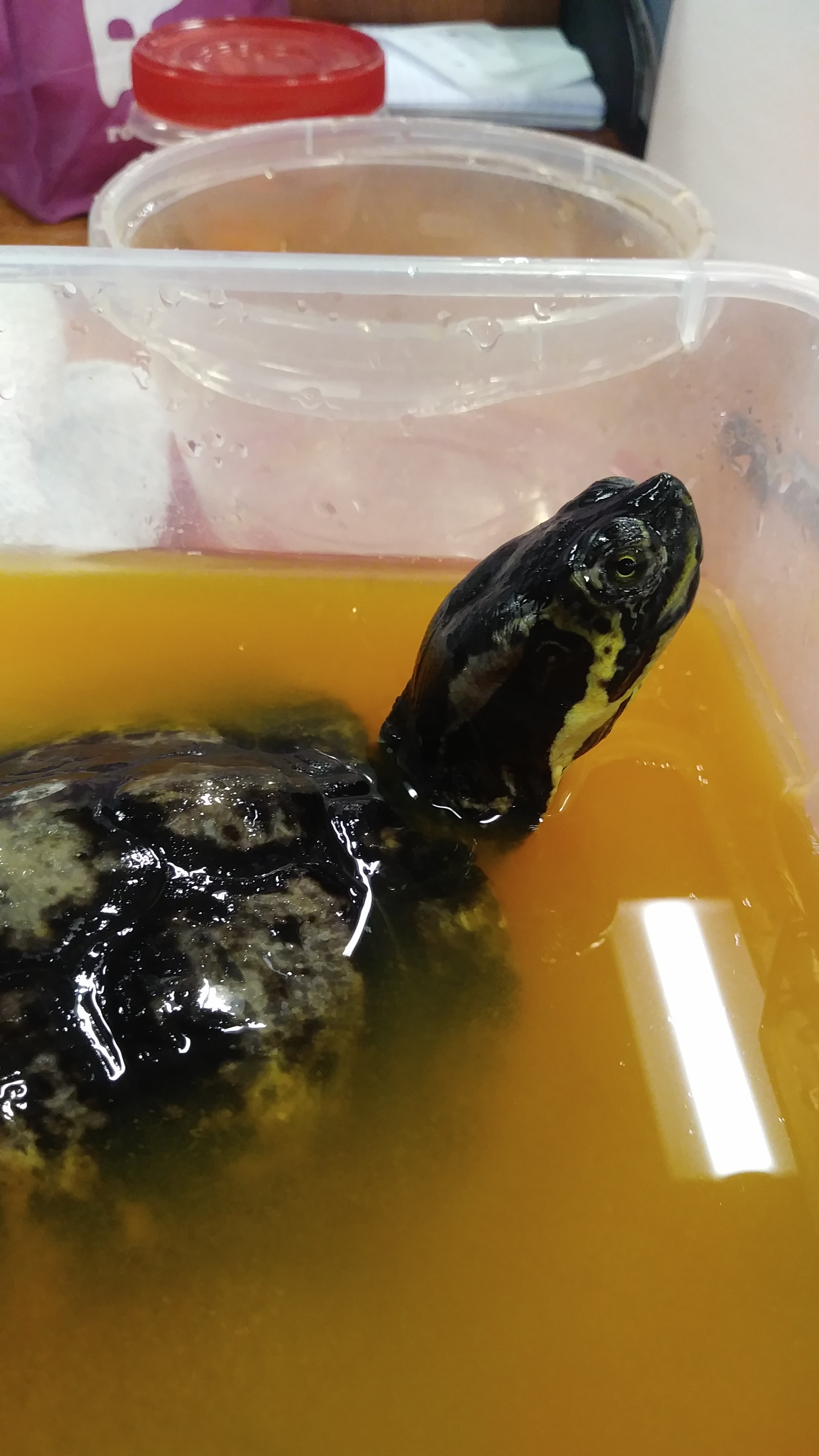 How to make a Carrot Soak for turtles – The Turtle Lady