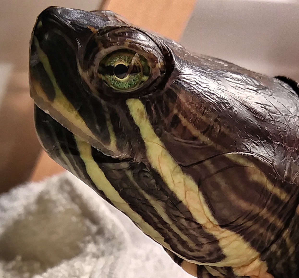 About – The Turtle Lady