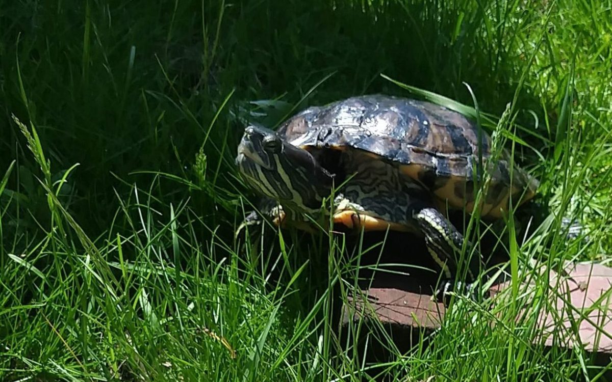 How to bond with your Red Eared Slider Turtle – The Turtle Lady