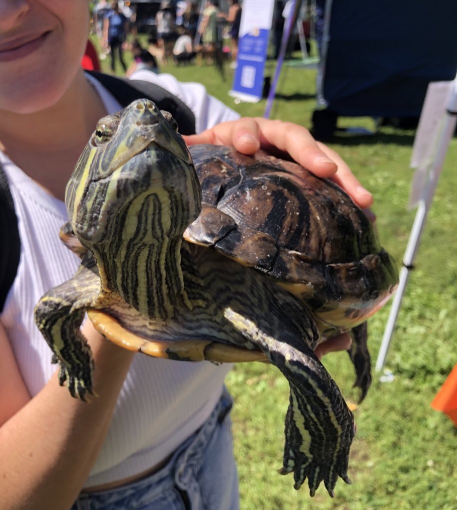 Why are Red Eared Sliders considered Invasive? – The Turtle Lady