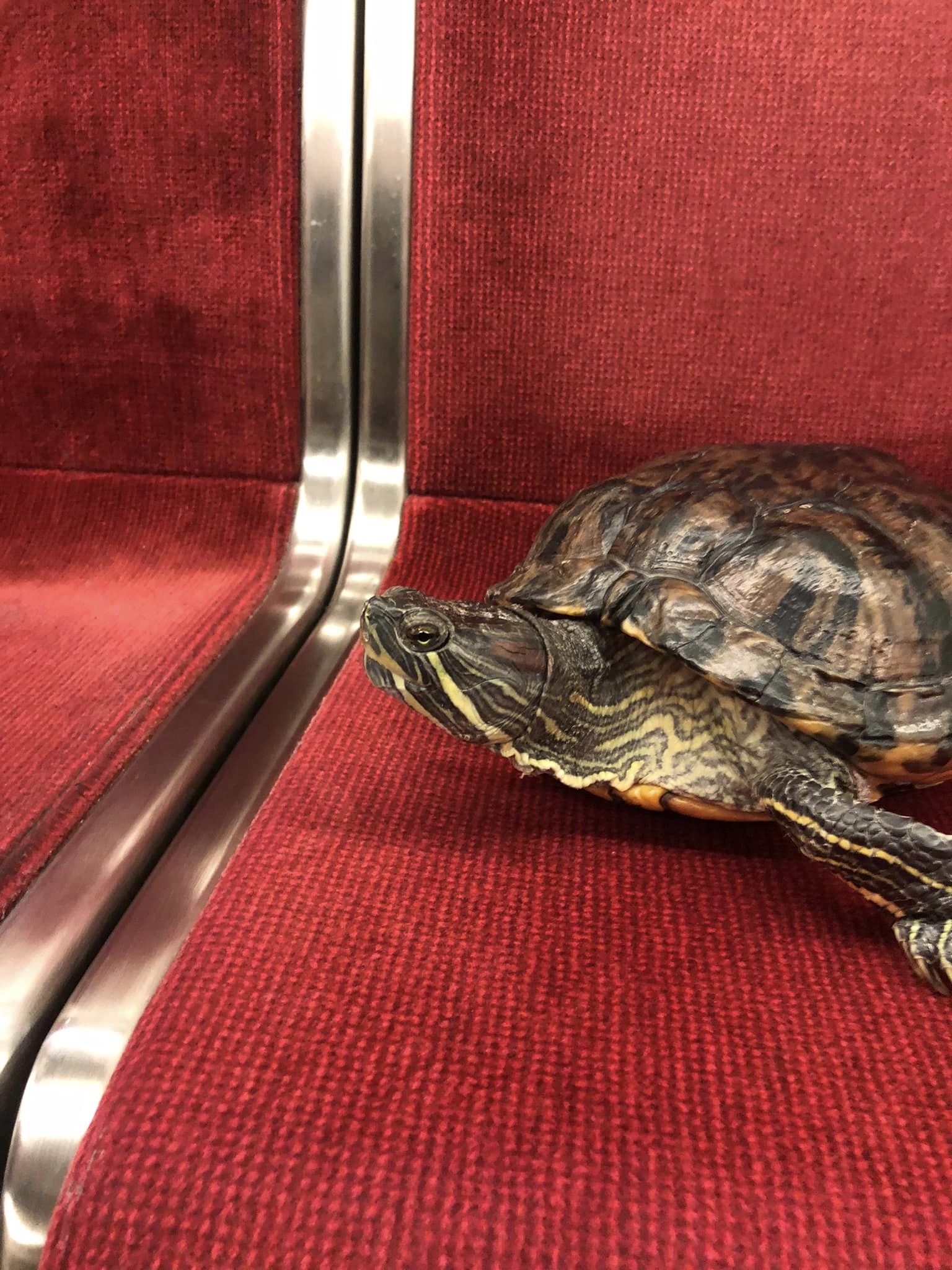 Turtles on Transit: A How-To Guide – The Turtle Lady
