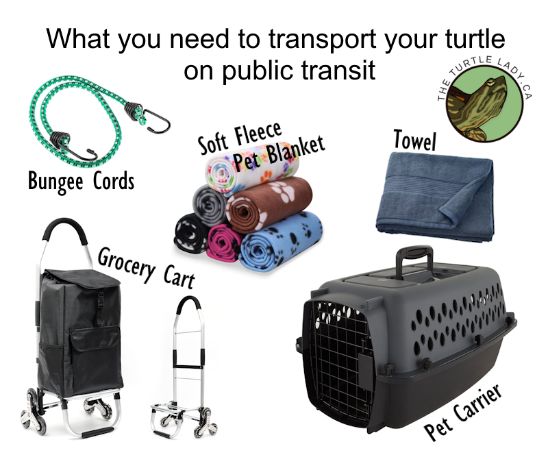 Turtles on Transit: A How-To Guide – The Turtle Lady